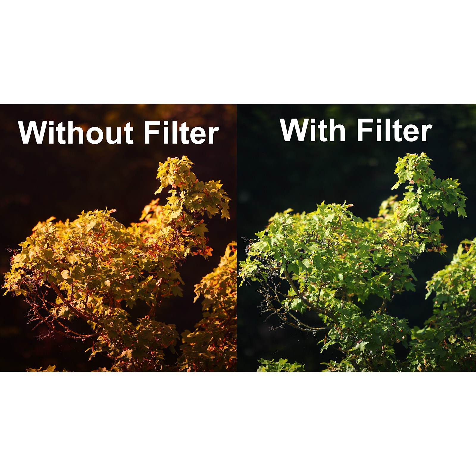 TKAstroservice OWB Clip Filter for Canon DSLR | First Light Optics